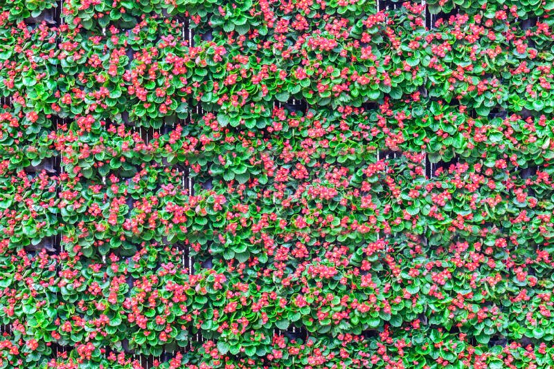 Flowers Covered on Wall Texture Stock Image - Image of backdrop ...