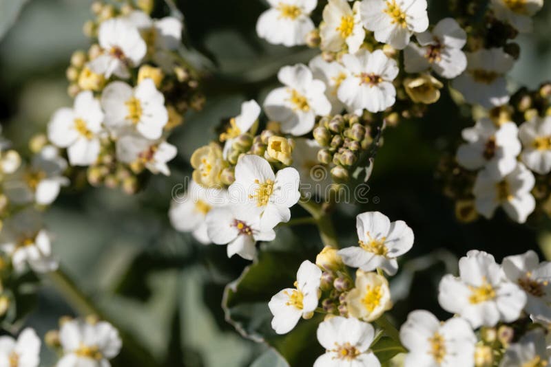 Flowers of a Crambe, Crambe Maritima Stock Image - Image of herb, green ...