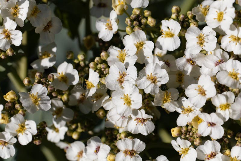 Flowers of a Crambe, Crambe Maritima Stock Image - Image of decorative ...