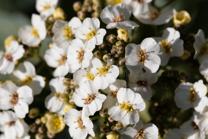 Flowers of a Crambe, Crambe Maritima Stock Image - Image of grow ...
