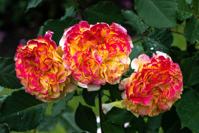 Flowers of Grandiflora Rose Stock Photo - Image of sunny, horticulture ...