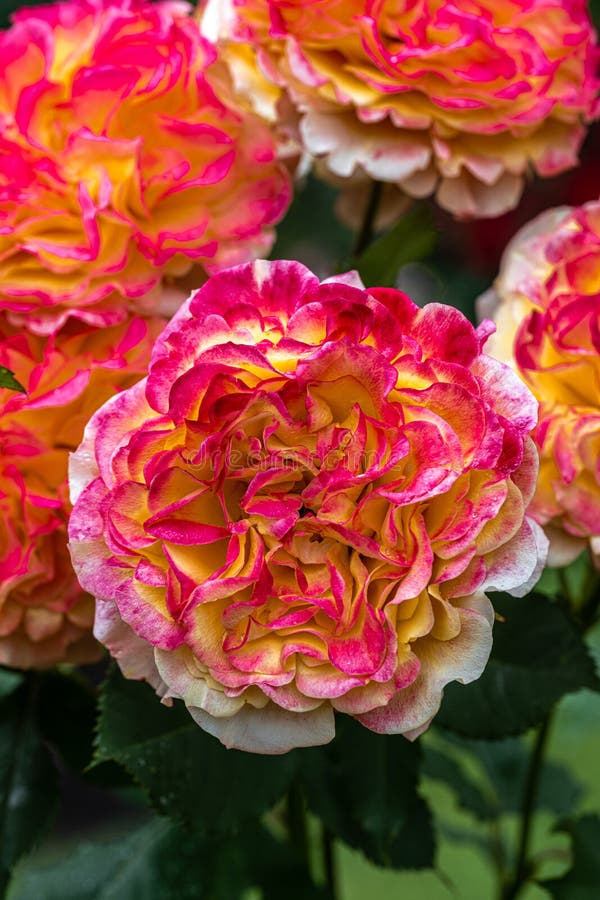 Flowers of Grandiflora Rose Stock Image - Image of crazy, flowers ...