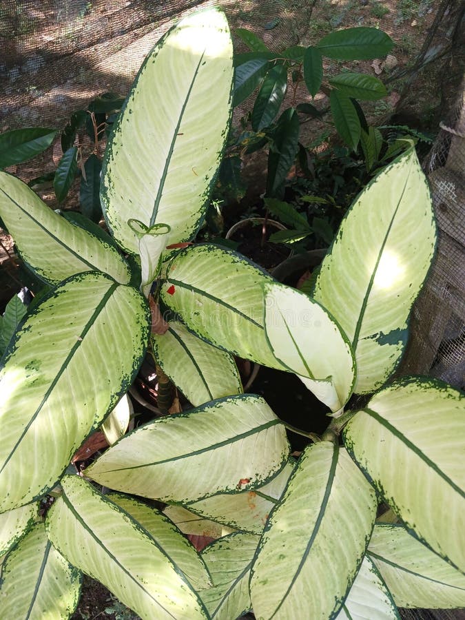 Flowers Created by the Almighty Allah Who Created Them Perfect Stock ...