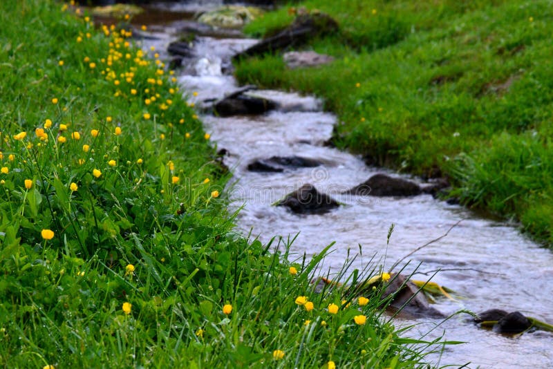 Yellow flowers and Creek stock photo. Image of environment - 2555228