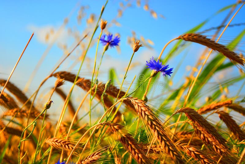 Flowers in a Crop Multicolor Stock Photo - Image of blossom, lush: 73739668