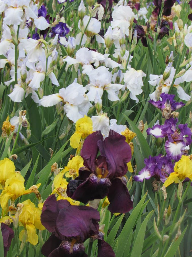 Flowers stock photo. Image of purity, green, garden, colored - 94467510