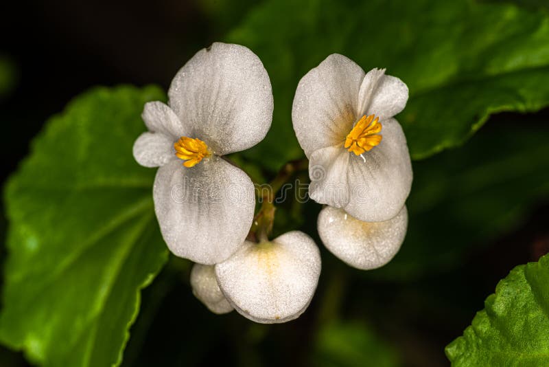 Flowers of Cuban Begonia stock image. Image of texture - 256079371