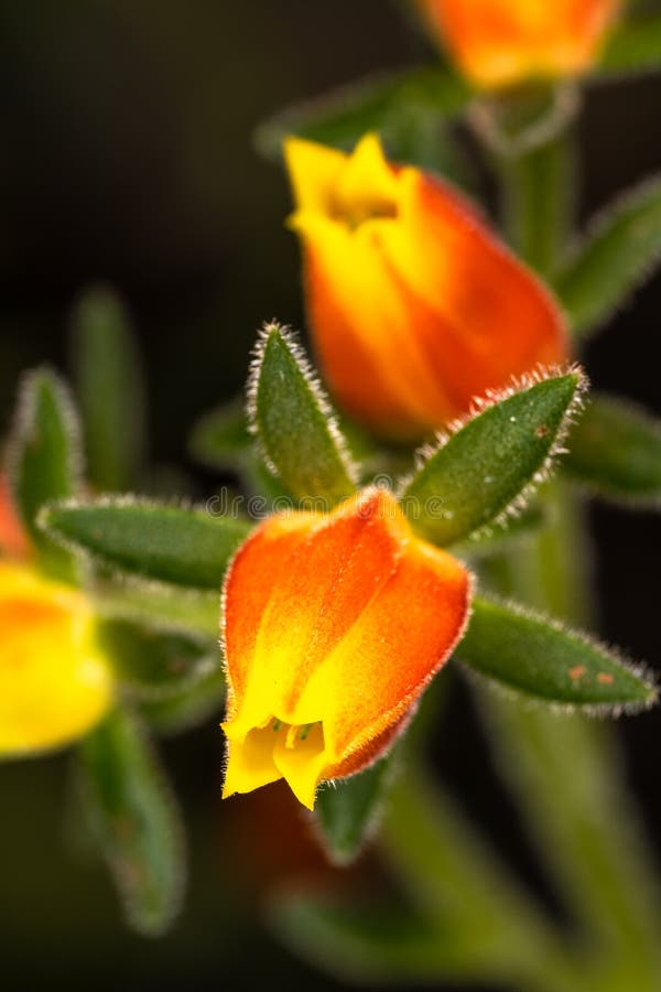 Flowers of Cubs Paw stock image. Image of bonsai, green - 248150421