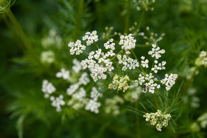 Flowers of Cumin, Cuminum Cyminum Stock Photo - Image of nature, floral ...