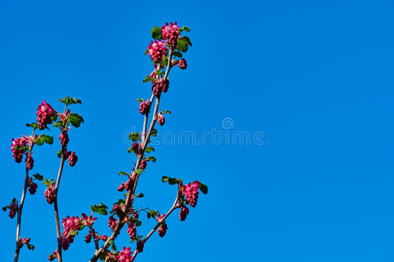 Flowers of a Currant Bush in the Sunshine Stock Photo - Image of ...
