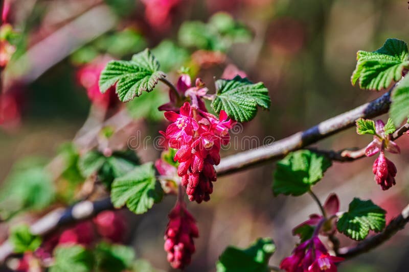 Flowers of a Currant Bush in the Sunshine Stock Image - Image of bush ...