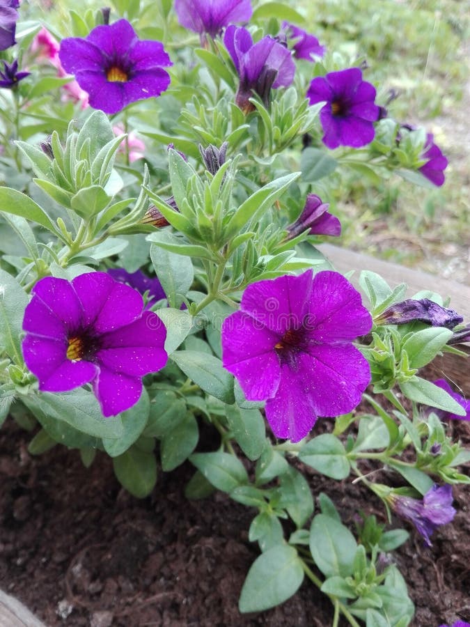 Flowers stock image. Image of flowers, mini, violet, cute - 93647183