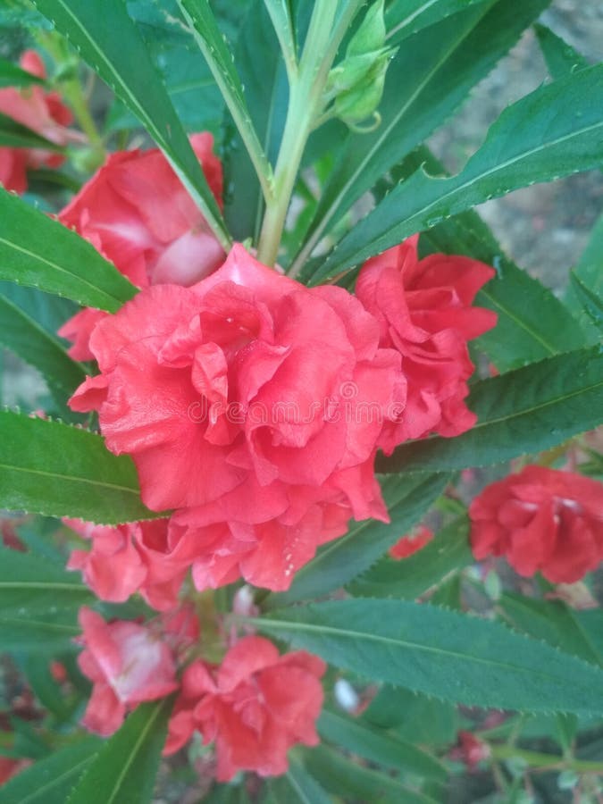 Flowers cute tree stock photo. Image of cute, flowers - 170376766