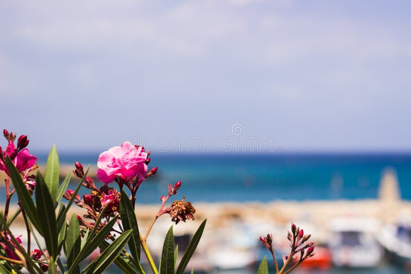 Flowers on the Cyprus Island Stock Image - Image of nature, water ...