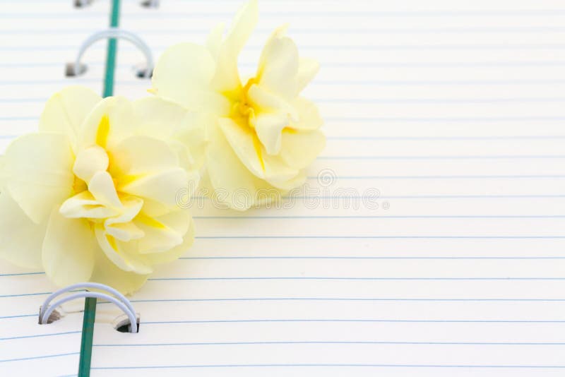 Flowers Daffodils with Open Blank Note Book Stock Image - Image of ...