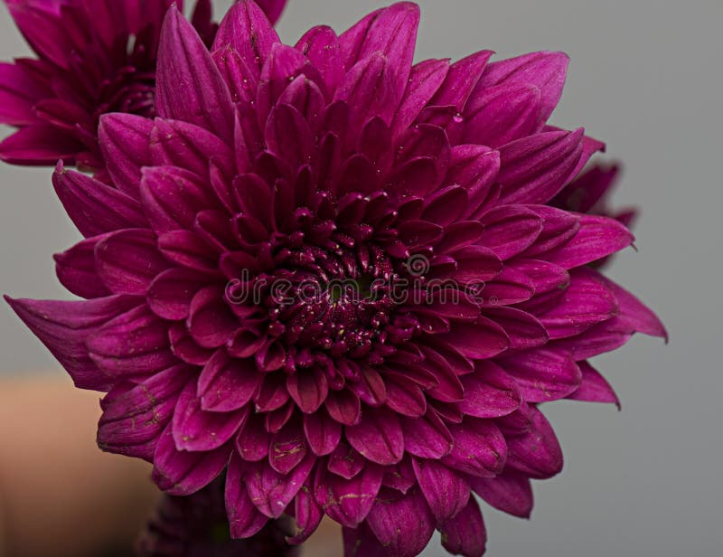 Flowers stock image. Image of micro, dahil, closeup, flower - 69833323