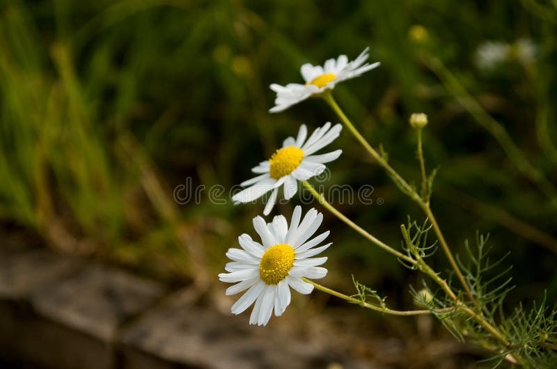 Flowers of Daisies Up Close Stock Image - Image of green, closeup ...
