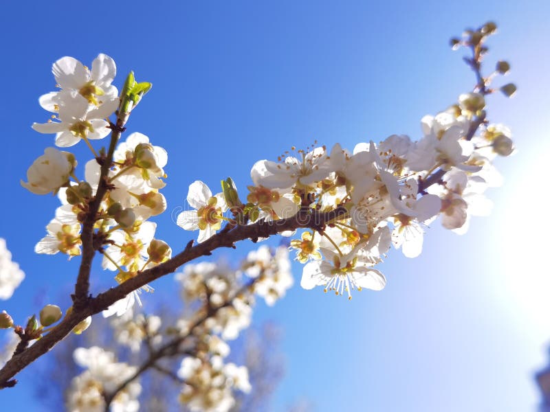 Flowers of Damson Tree in Spring with Blue Sky Background Stock Photo ...