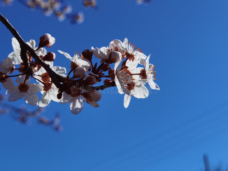 Flowers of Damson Tree in Spring with Blue Sky Background Stock Photo ...
