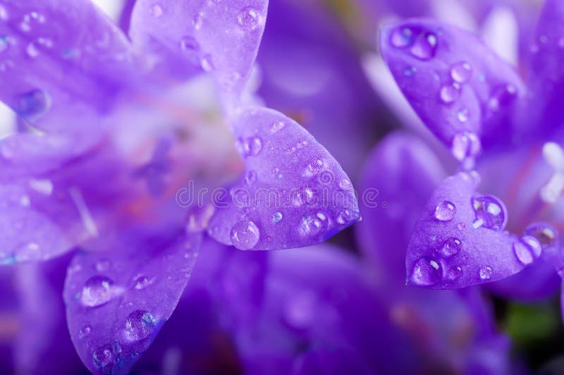 Flowers, Dark Blue Hand Bells Stock Photo - Image of garden, bloom ...
