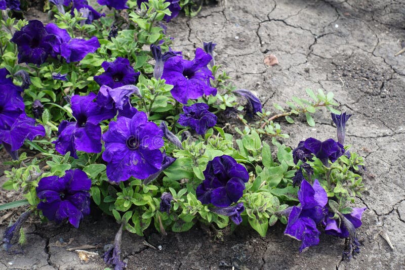 Flowers of Dark Violet Petunias in July Stock Photo - Image of green ...