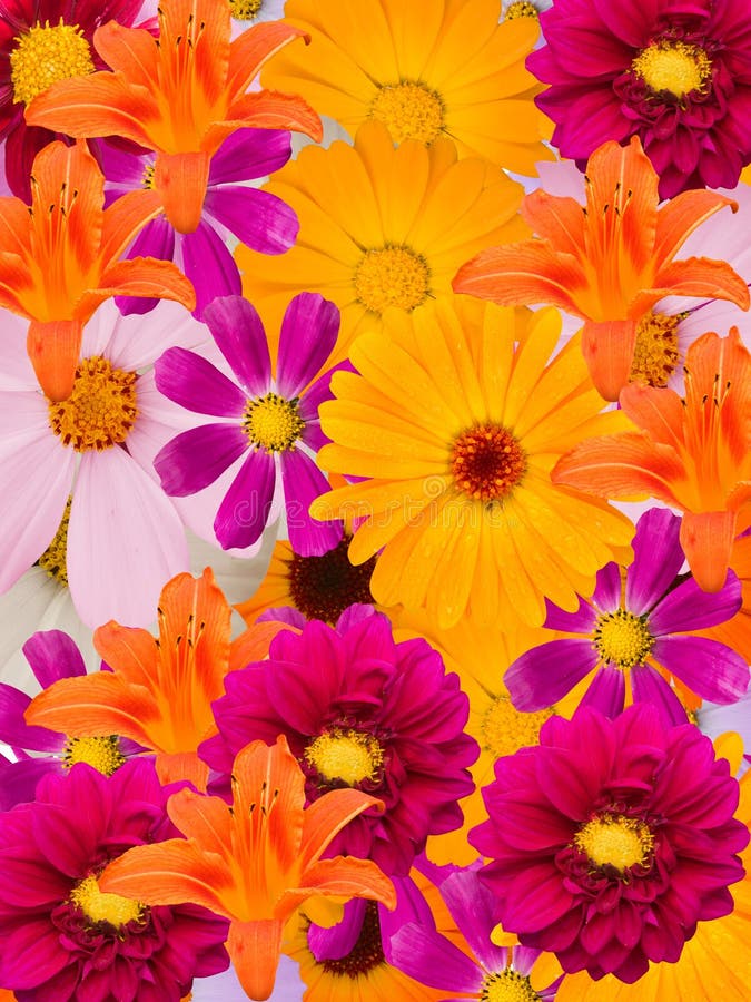 Flowers decorative stock photo. Image of vegetative, blossoming - 11822944