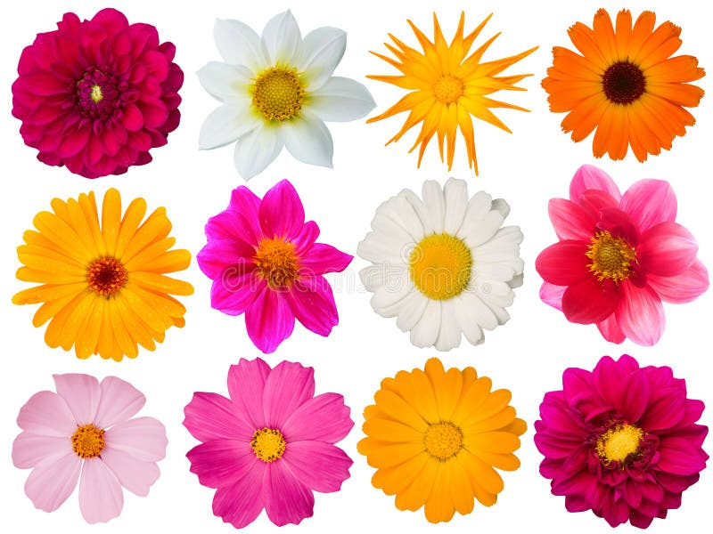 Flowers Decorative Collection Stock Image - Image of textures ...