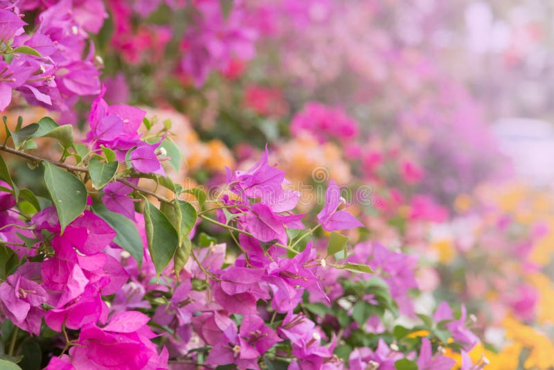 Flowers Decorative in the Garden Stock Image - Image of decorative ...