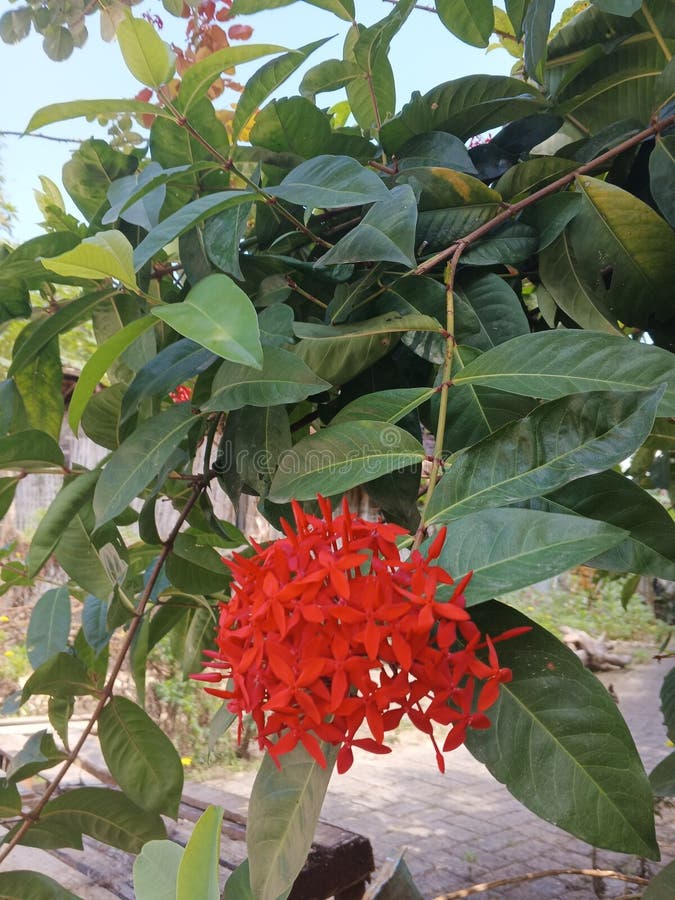 Flowers with a Deep Red Color Attract the Eye To Look at. Stock Image ...