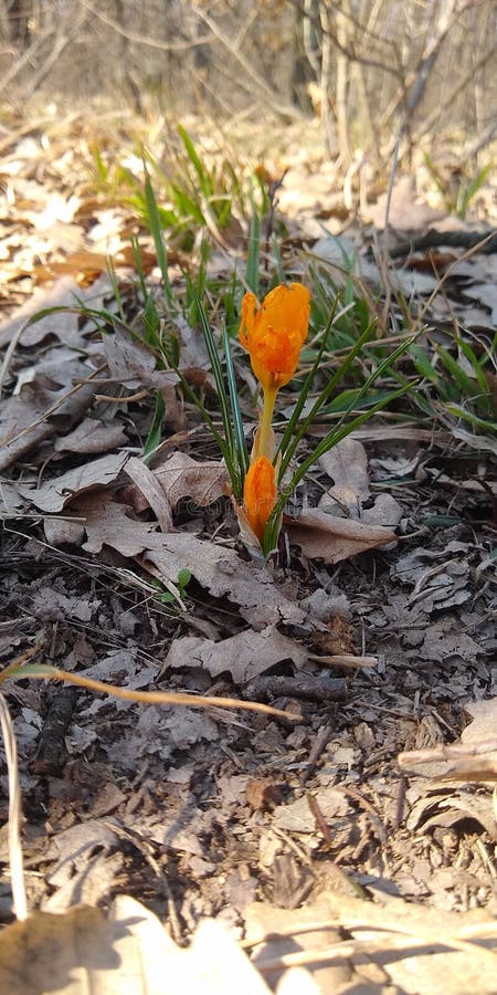 Flowers in the Dense of Colour Yellow Forest Stock Image - Image of ...