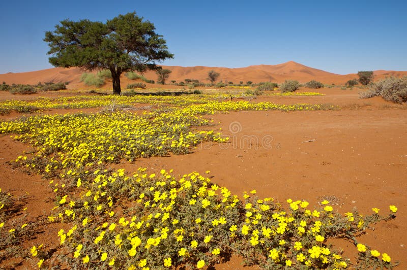 Flowers Namib Desert Namibia Stock Photos - Free & Royalty-Free Stock ...