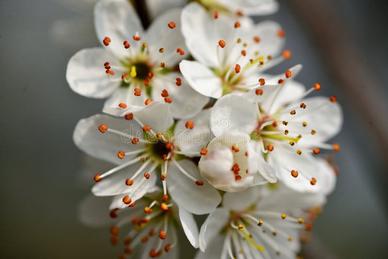 Flowers Detail of Tree Bloom Stock Photo - Image of flower, outdoor ...