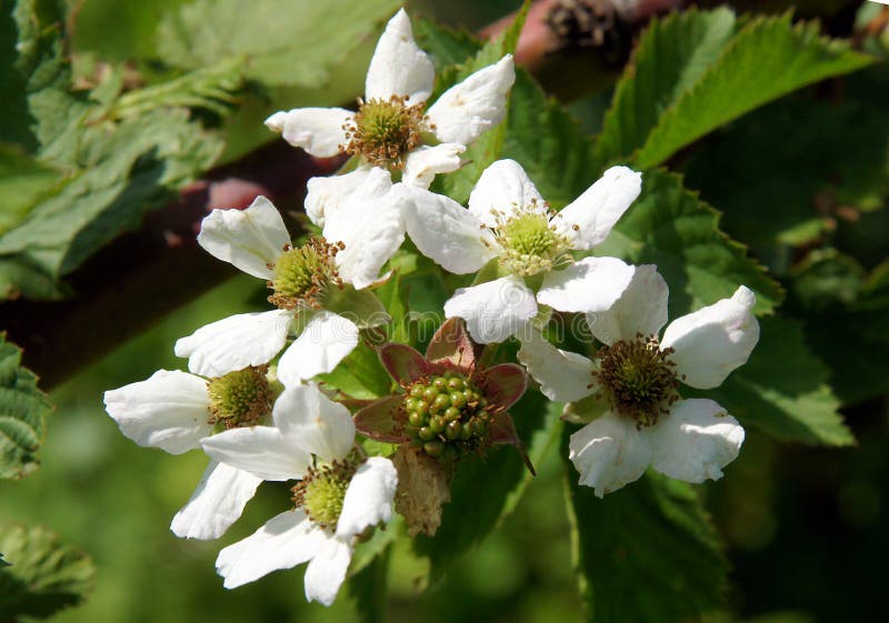 Dewberry Flowers on a Plant in the Springtime Stock Photo - Image of ...
