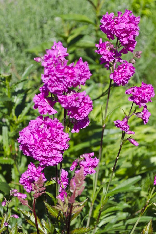 Flowers of Dianthus Barbatus Stock Image - Image of petal, nature ...