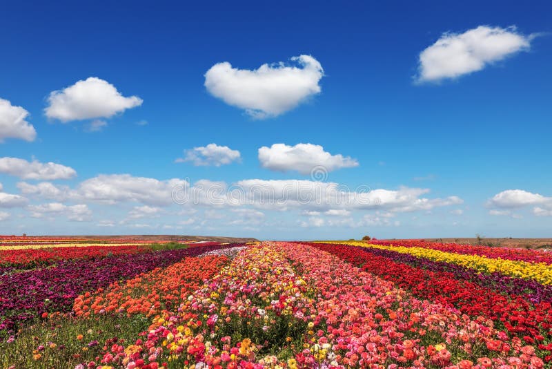 Flowers of Different Colors Stock Image - Image of cloud, outdoors ...