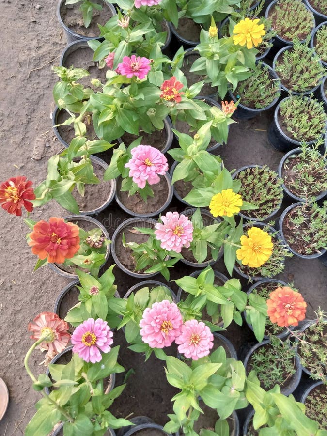 Flowers of Different Colors Stock Image - Image of plant, petal: 182520479