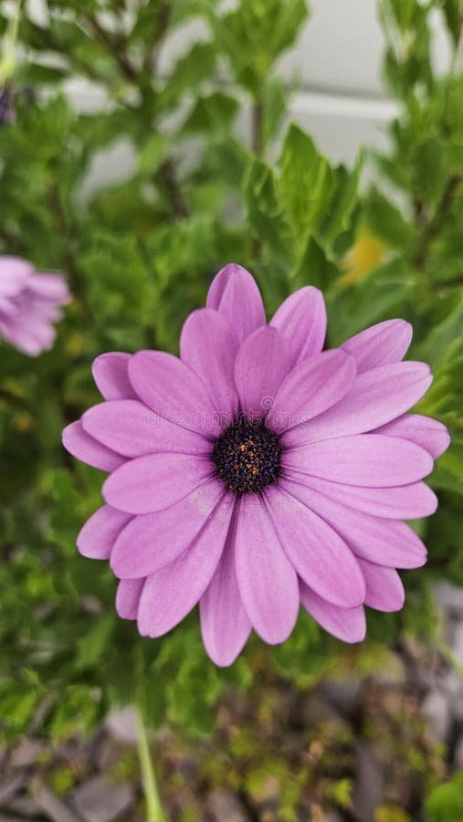 Flowers of Different Colors Stock Image - Image of decoration, card ...