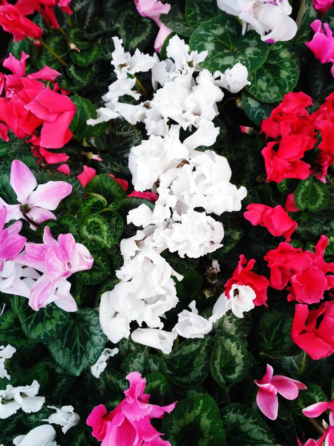 Flowers stock photo. Image of plants, colorefull, bright - 88328152