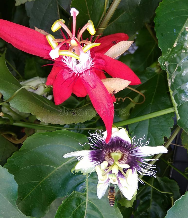 Flowers of Different Types Grow Together Beautifully Stock Photo ...