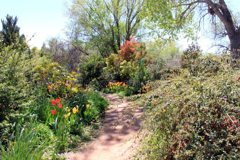 Flowers Dispersed in the Woods Stock Image - Image of path, trees: 90584257