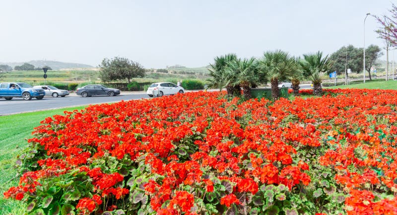 Flowers Arrangement and Roundabouts in Malta. Editorial Photography ...