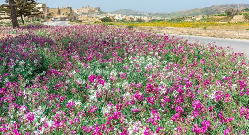 Flowers Arrangement and Roundabouts in Malta. Stock Image - Image of ...
