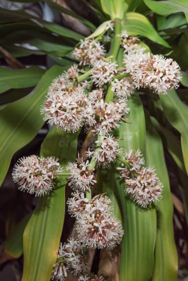 Flowers of Dracaena Fragrans Stock Image - Image of micro, fragrans ...