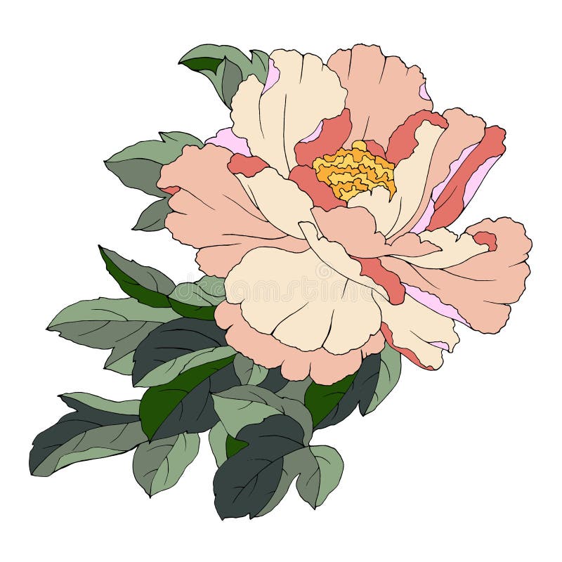 1469 Flowers, Drawing of a Flower of a Pion in Bright Colors, Vector ...