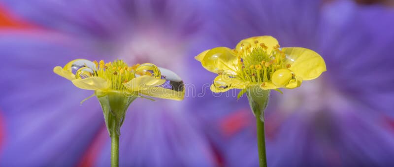 Flowers with drops stock photo. Image of flowers, floral - 93102416