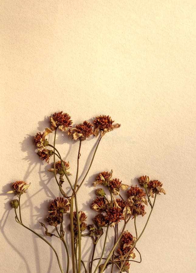 Flowers stock photo. Image of shadow, light, brown, backgroud - 76240486