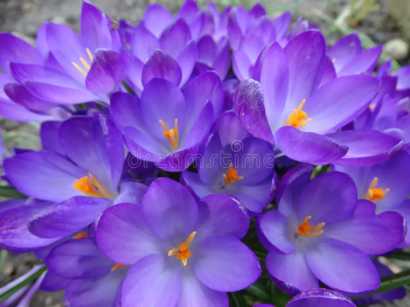Flowers in Early Spring, Crocus Stock Image - Image of april, genus ...
