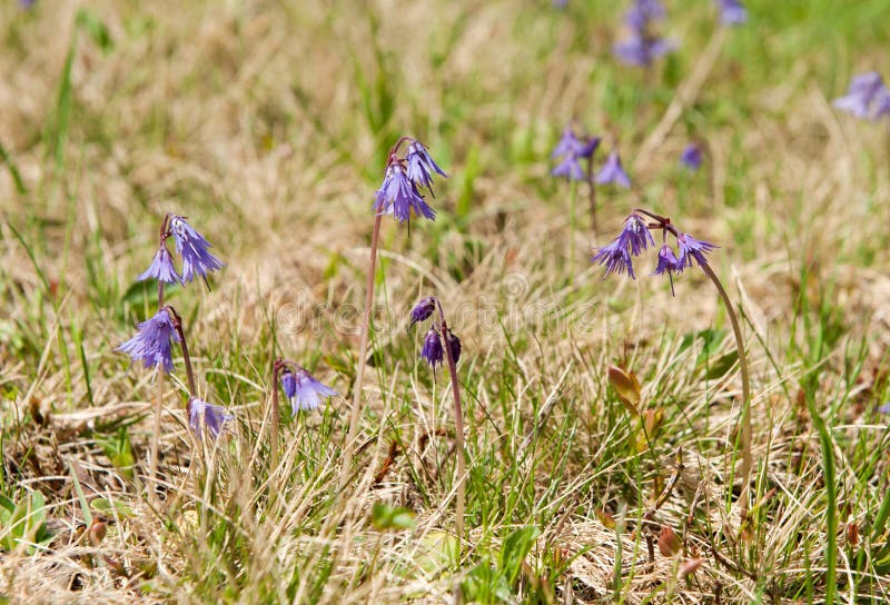 Flowers in Early Spring Season Stock Photo - Image of flower, ecology ...