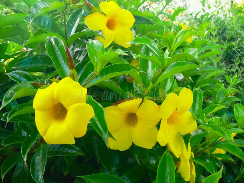 Flowers on Easter Island. Beautiful Flowers on Island Stock Photo ...