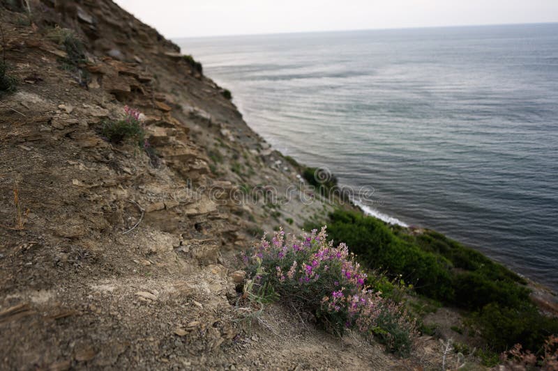 Flowers on the Edge of a Cliff by the Sea in Bulgaria Stock Image ...